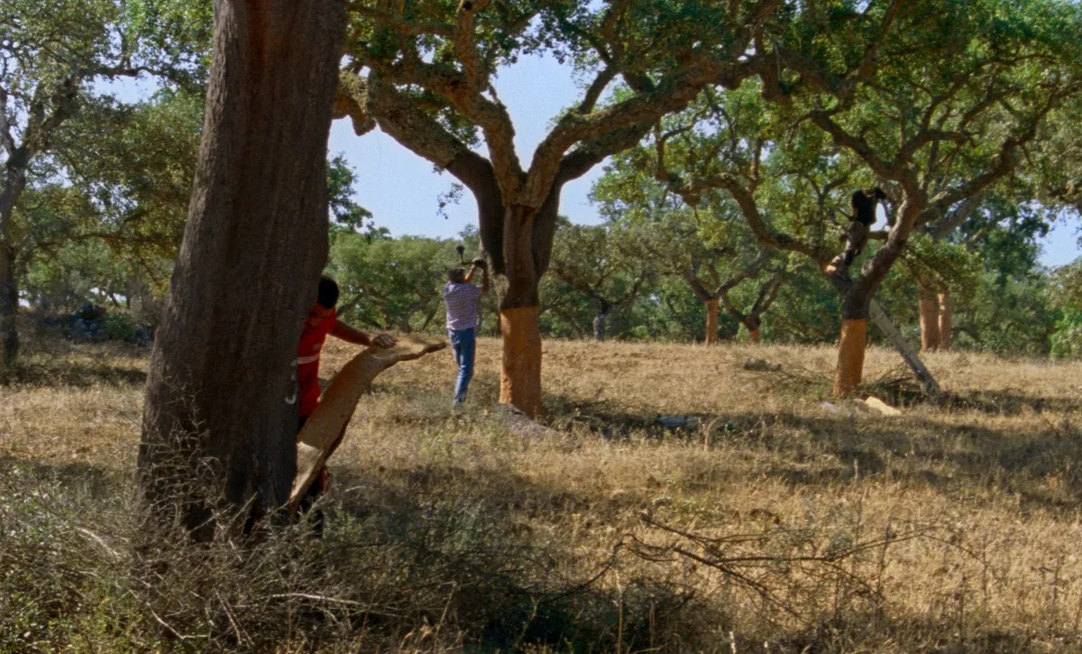 As Estações-Cinema/Audiovisual - Santarém Cultura